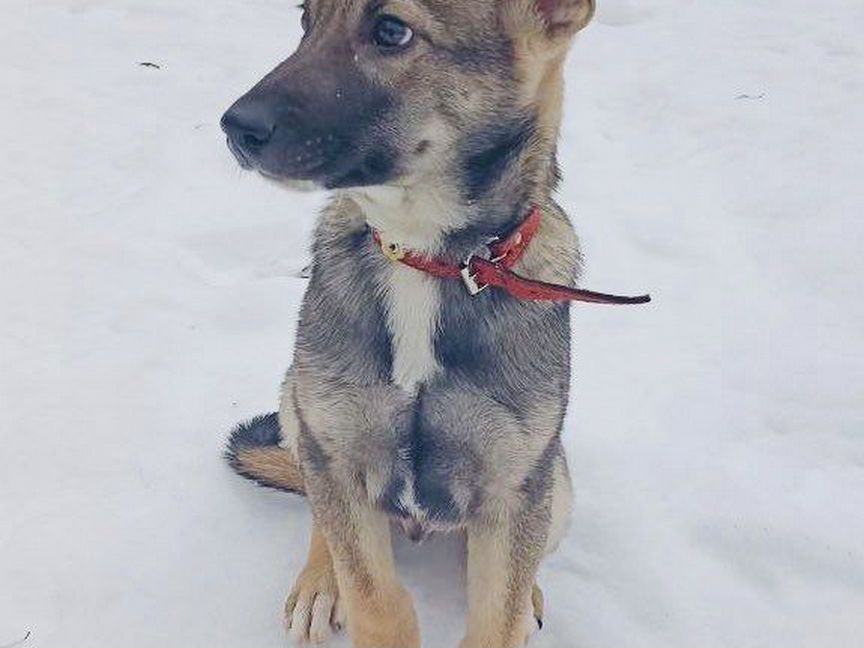 Щенок Малыш ждет своих