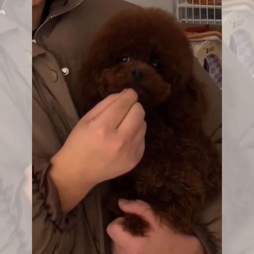 Той-пудель, взрослая собака