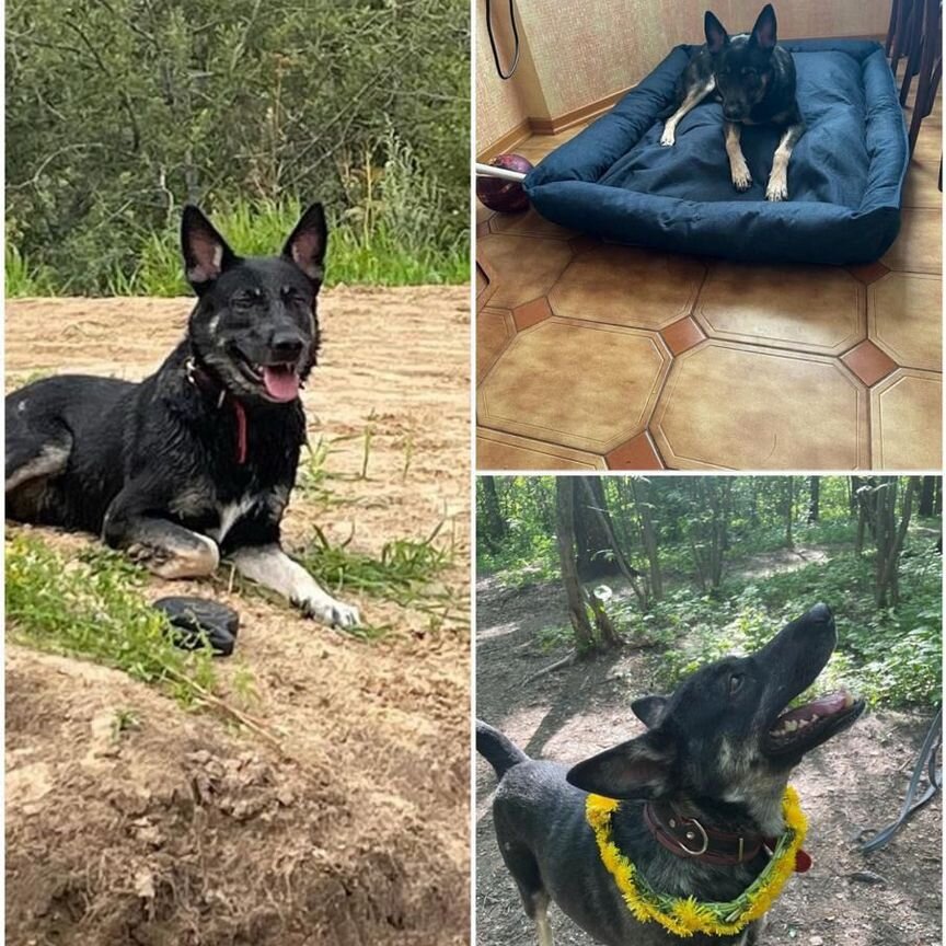 Собака в добрые руки