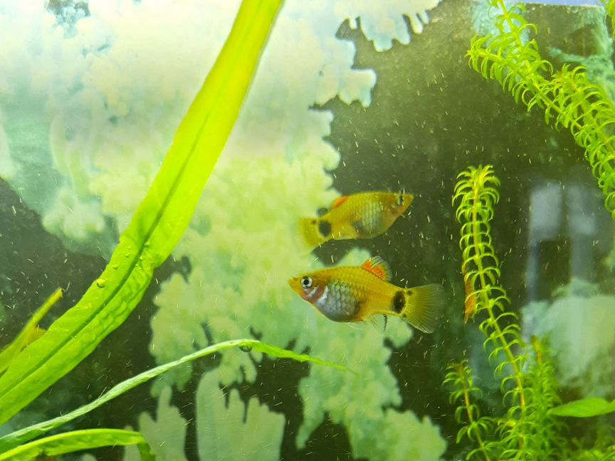 Меняю пецилий на скалярий