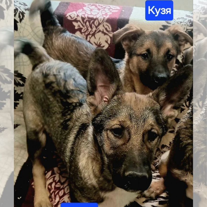 Щенок в добрые руки