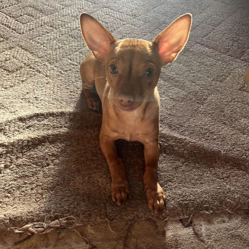 Той-терьер щенок