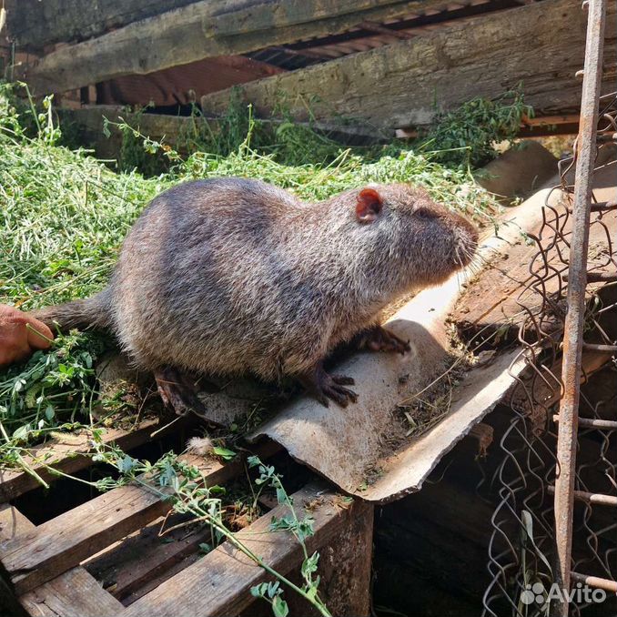 Семья Нутрий