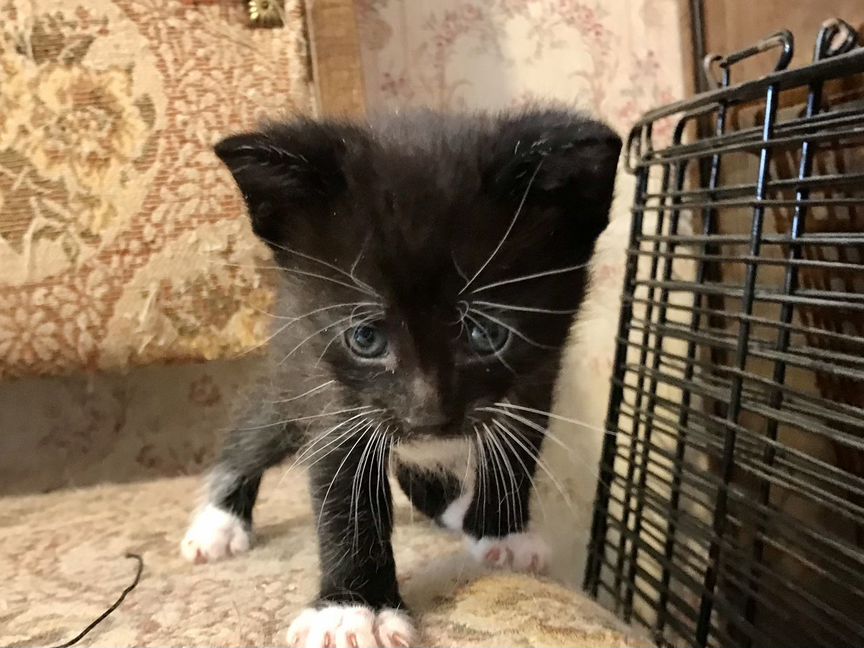 Котята маркизы