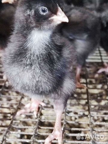 Бройлер Гриз бар