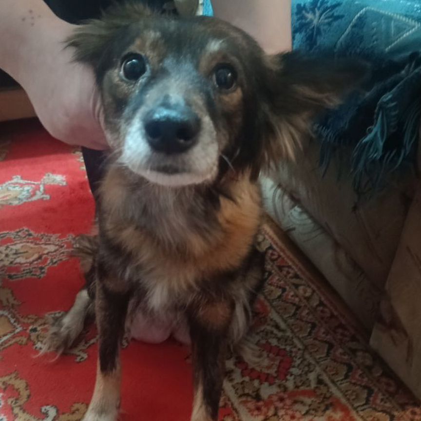 Отдам бесплатно щенков мама папа дворняжки