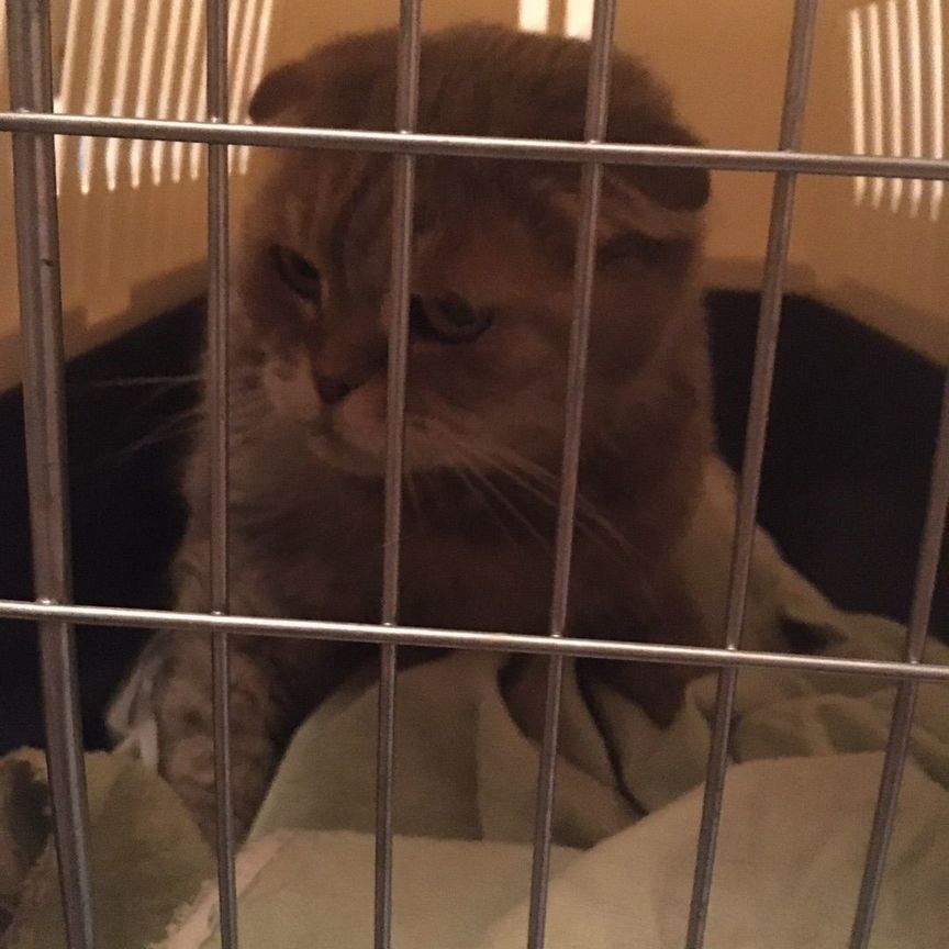 Шотландская вислоухая