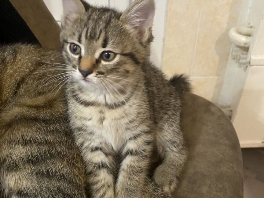 Котята