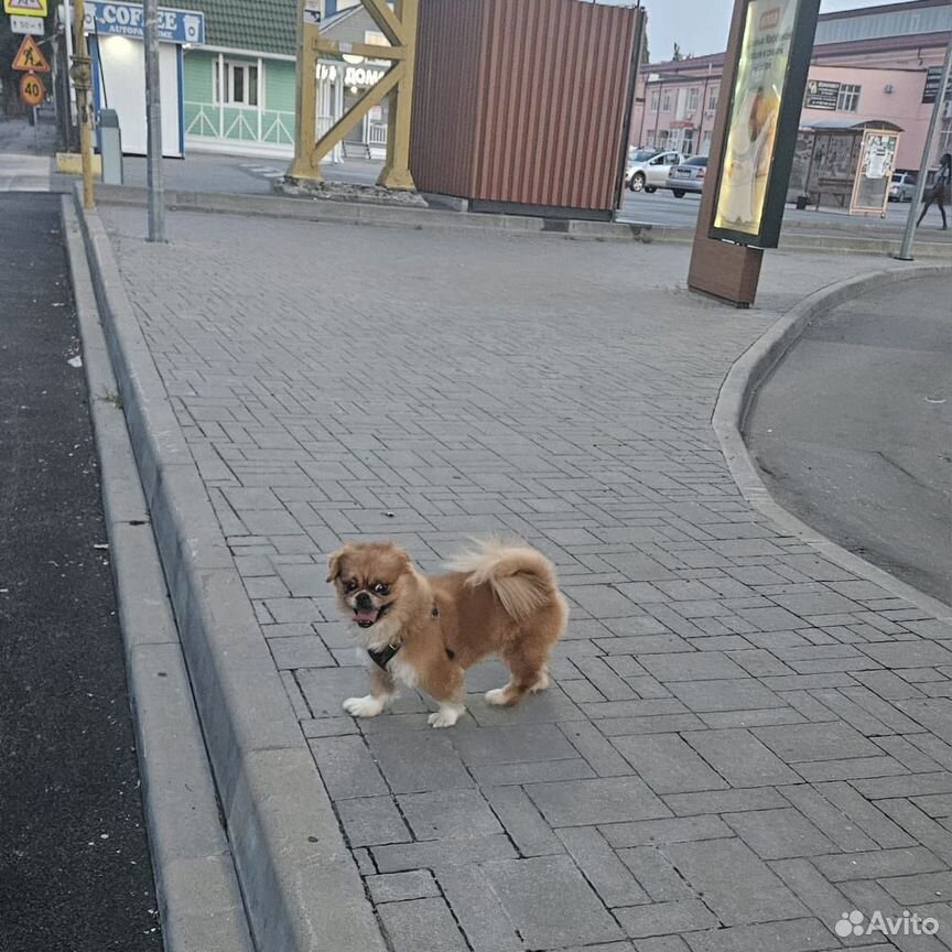 Найдена собака пикинес