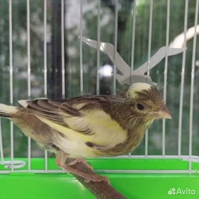 Молодые Кенара, птенцы канарейки