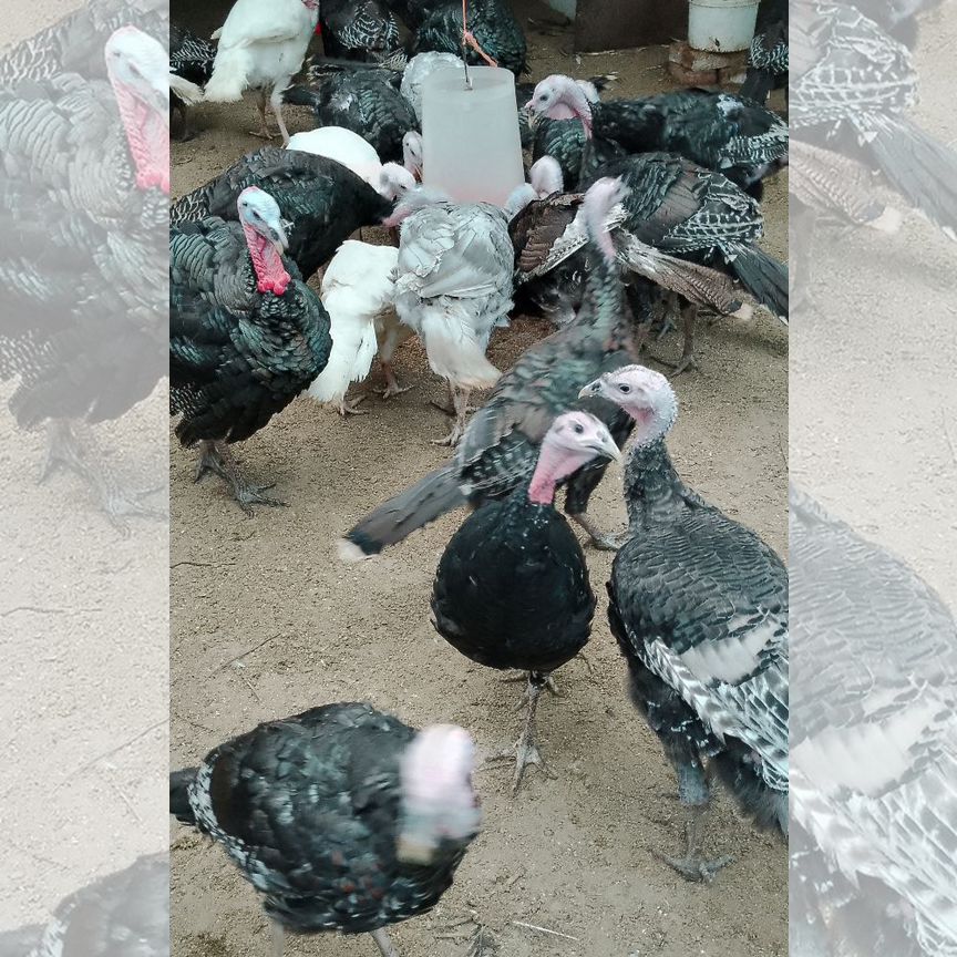 Домашние индюки