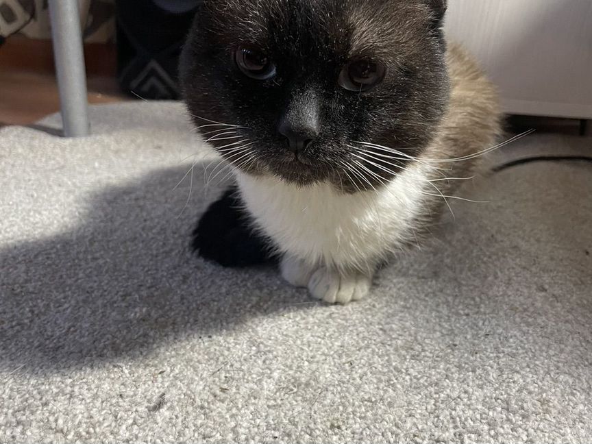 Сиамский кот вязка