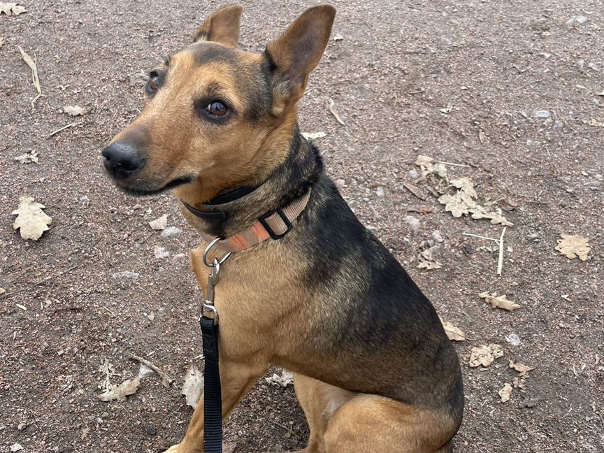 Собака-обнимака 18+