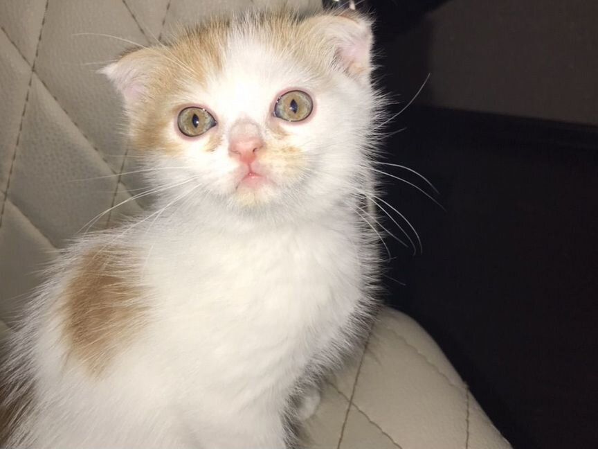 Котенок вислоухий