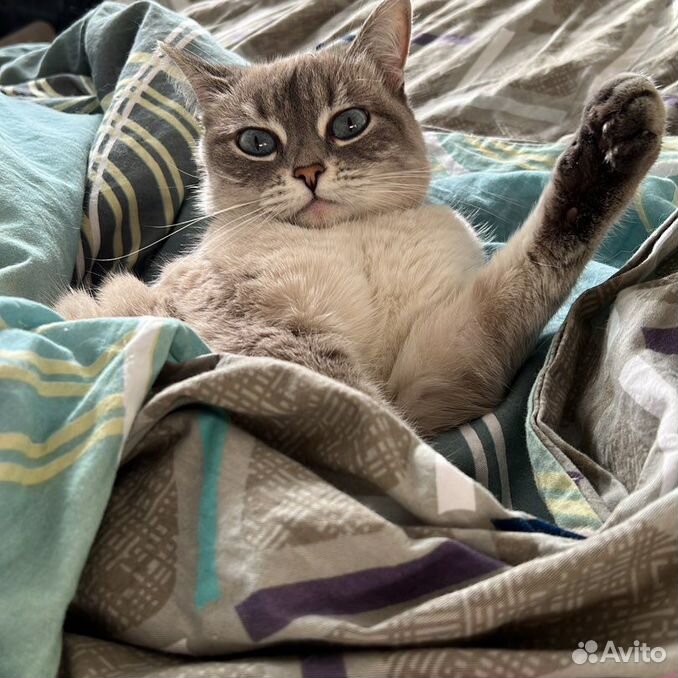 Тайская кошка и персидский кот