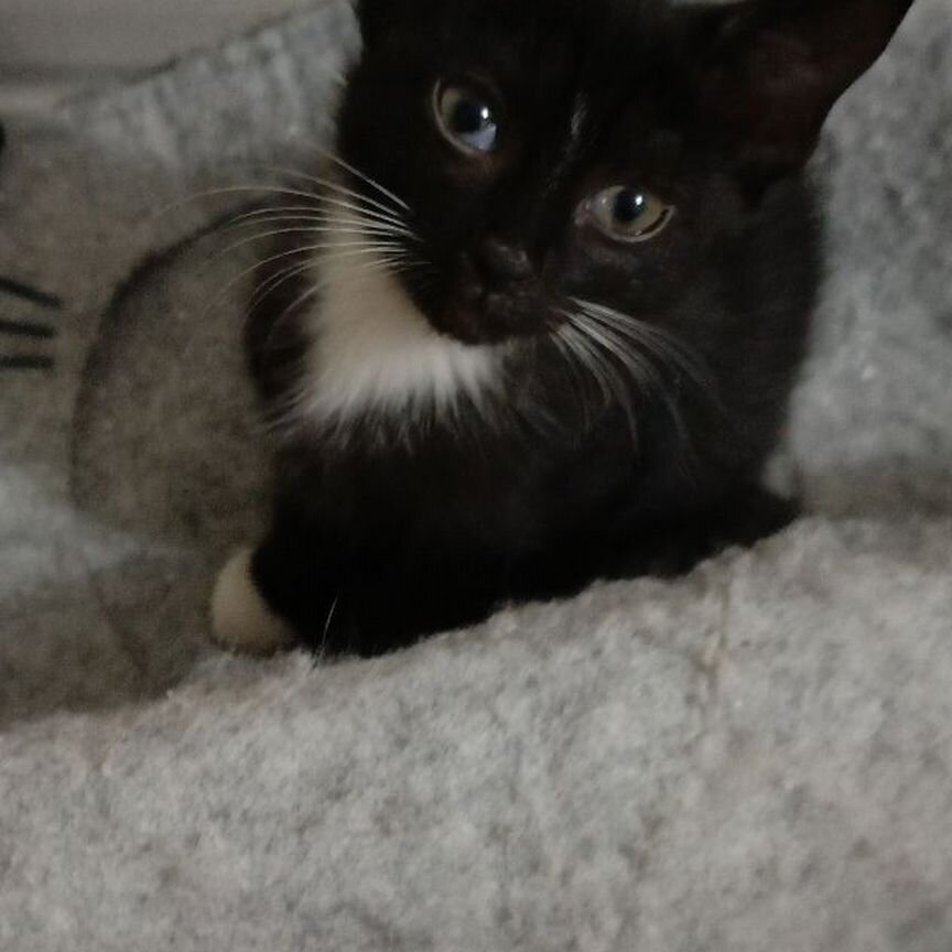 Отдаю кошку и котят в добрые руки