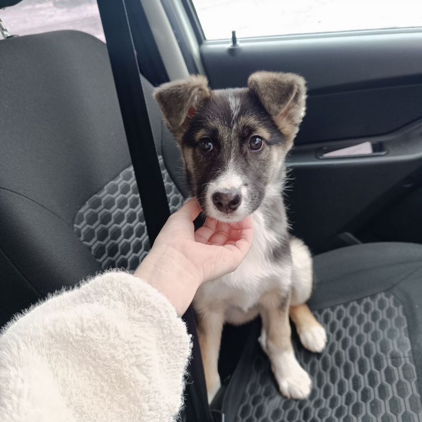 Собаку в добрые руки