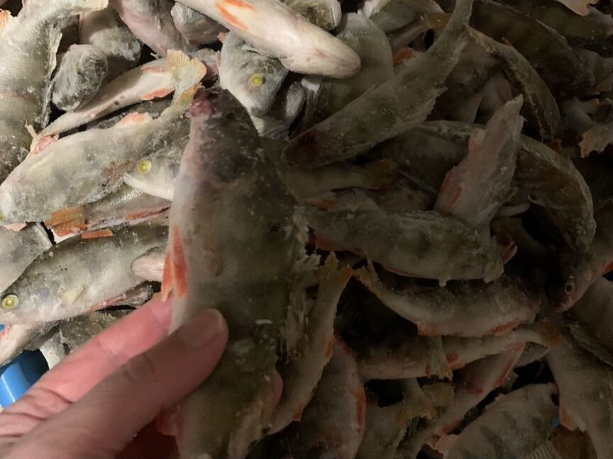 Свежемороженая рыба окунь