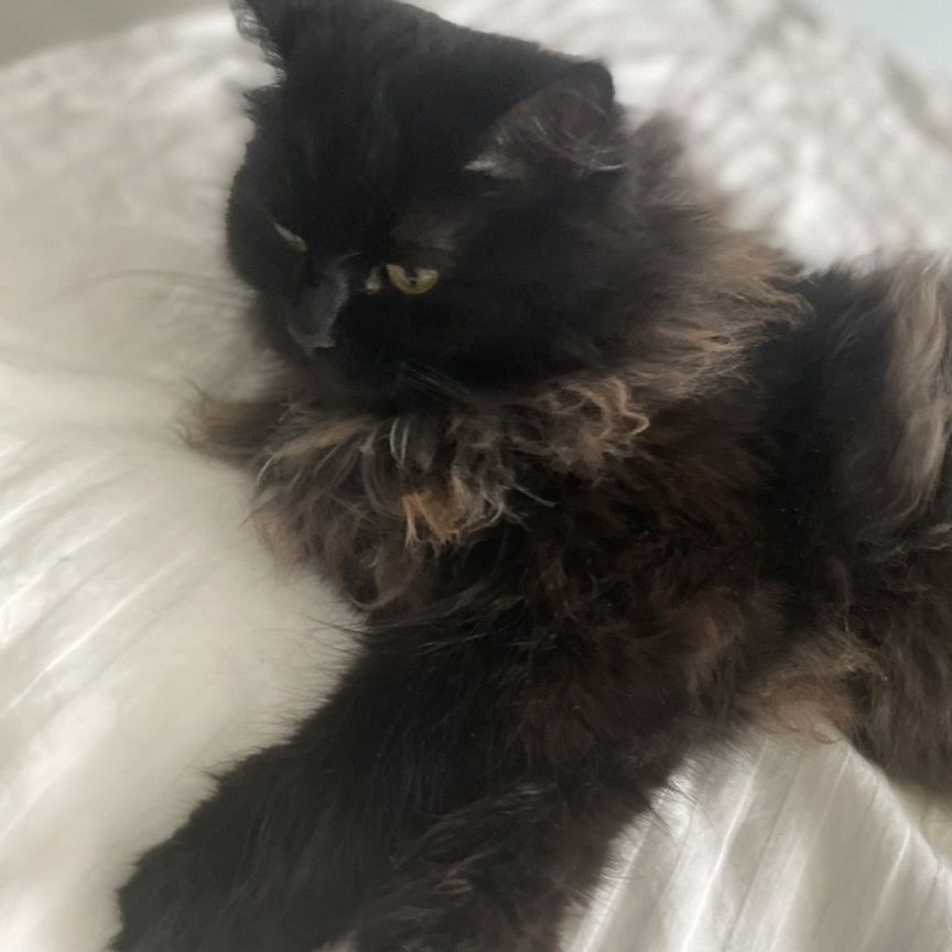 Кошка в добрые руки