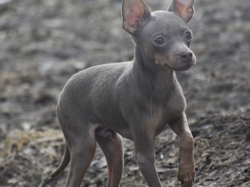 Лиловые мальчики той терьера