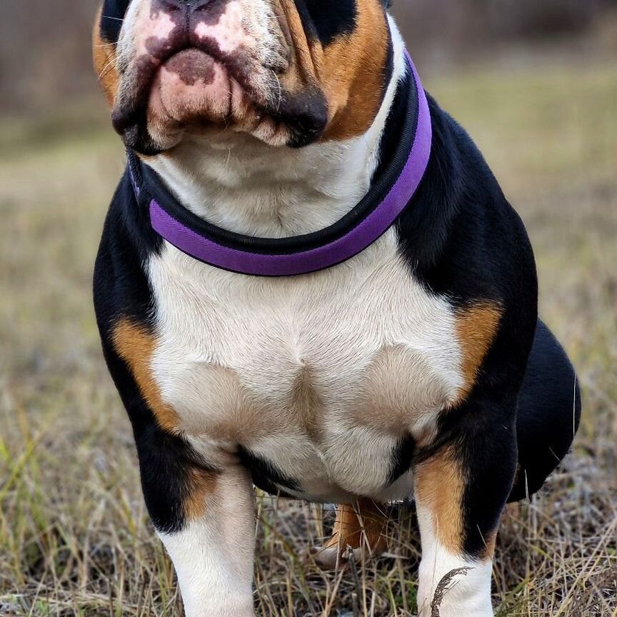 Американский булли