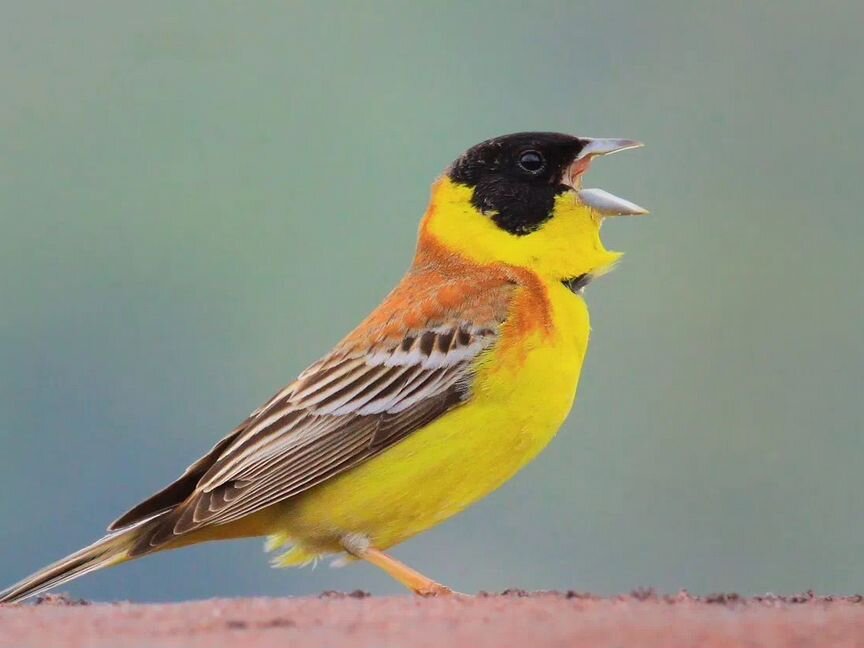 Певчие птицы