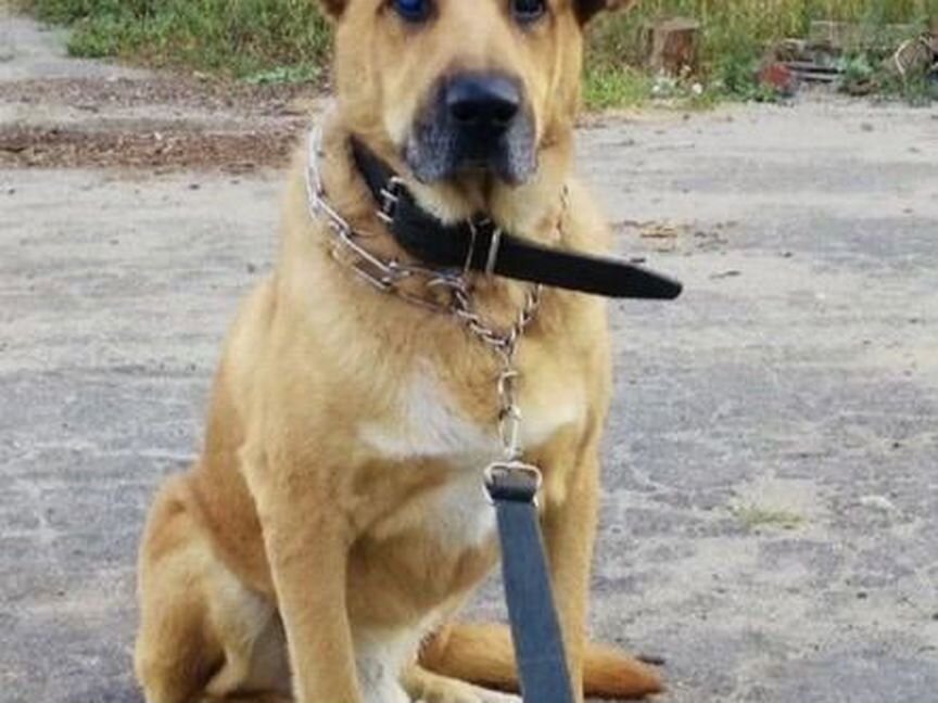 Собака слепой ищет дом для доживания