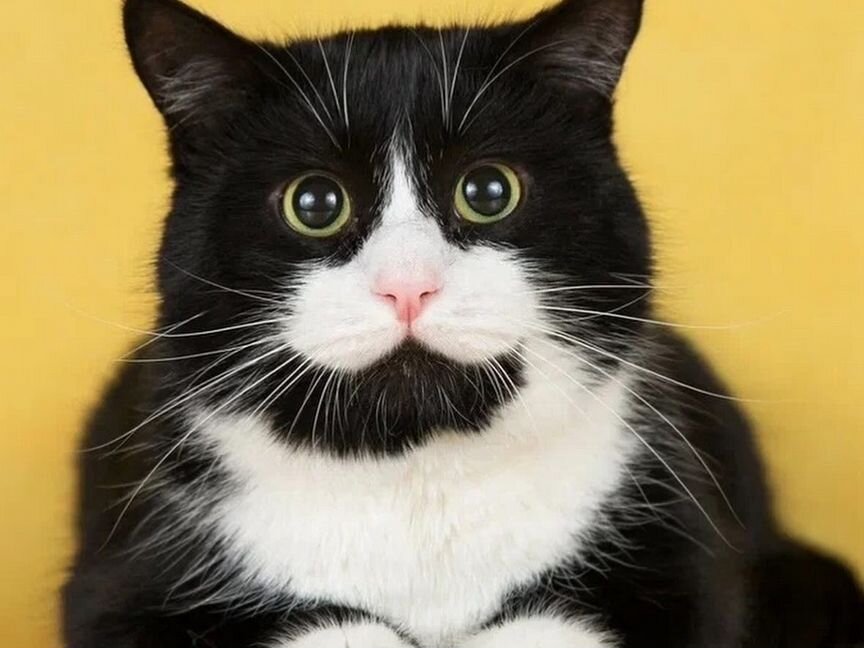 Остался без хозяина