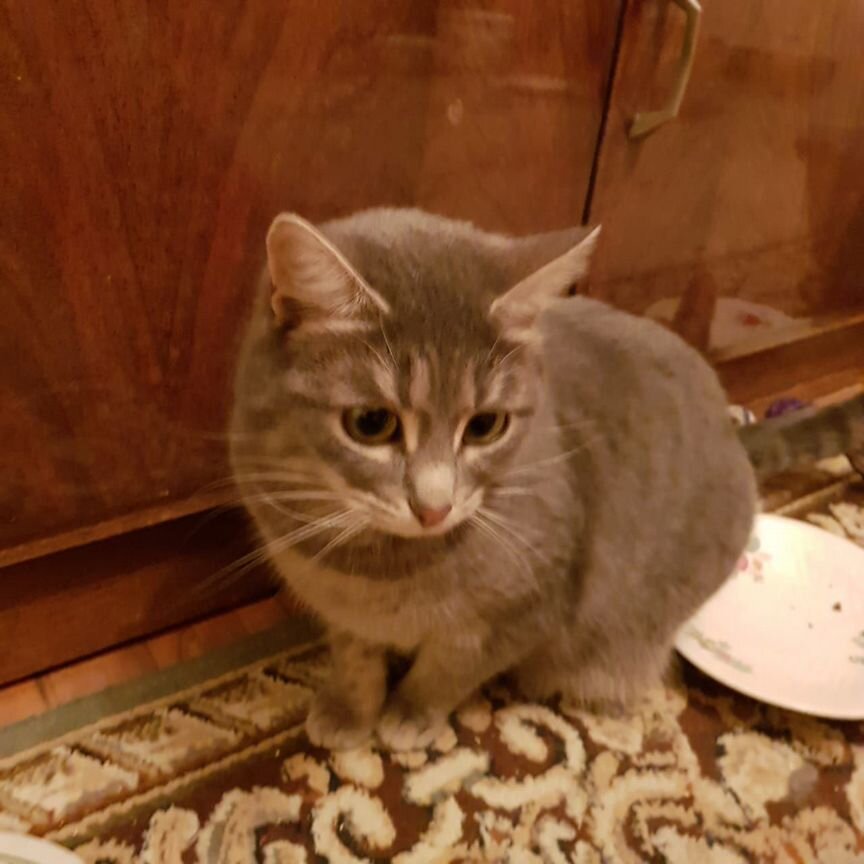 Кошка Мышка в добрые руки