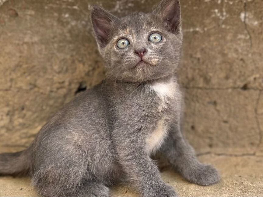 Котенок в добрые руки