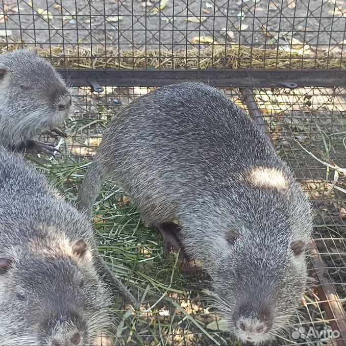 Нутрии на развод