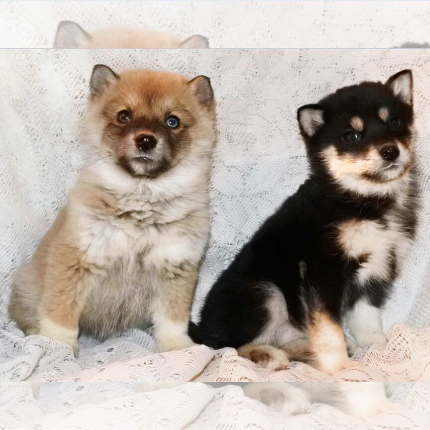 Помски щенки