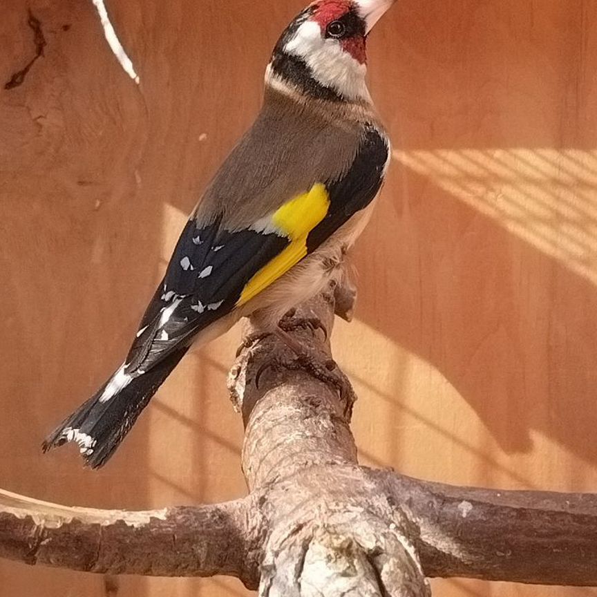 Черноголовый щегол