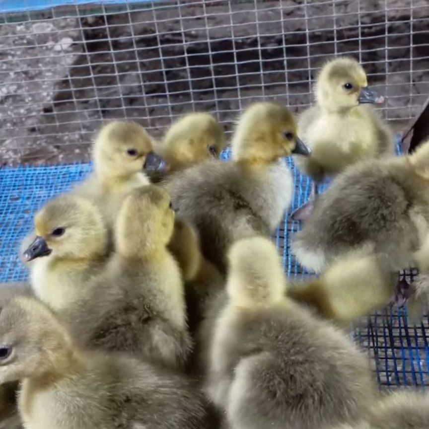 Гусята суточные