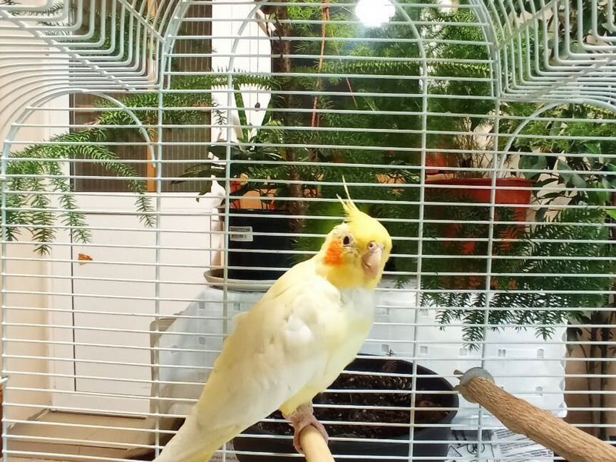 Попугай корелла с клеткой самка