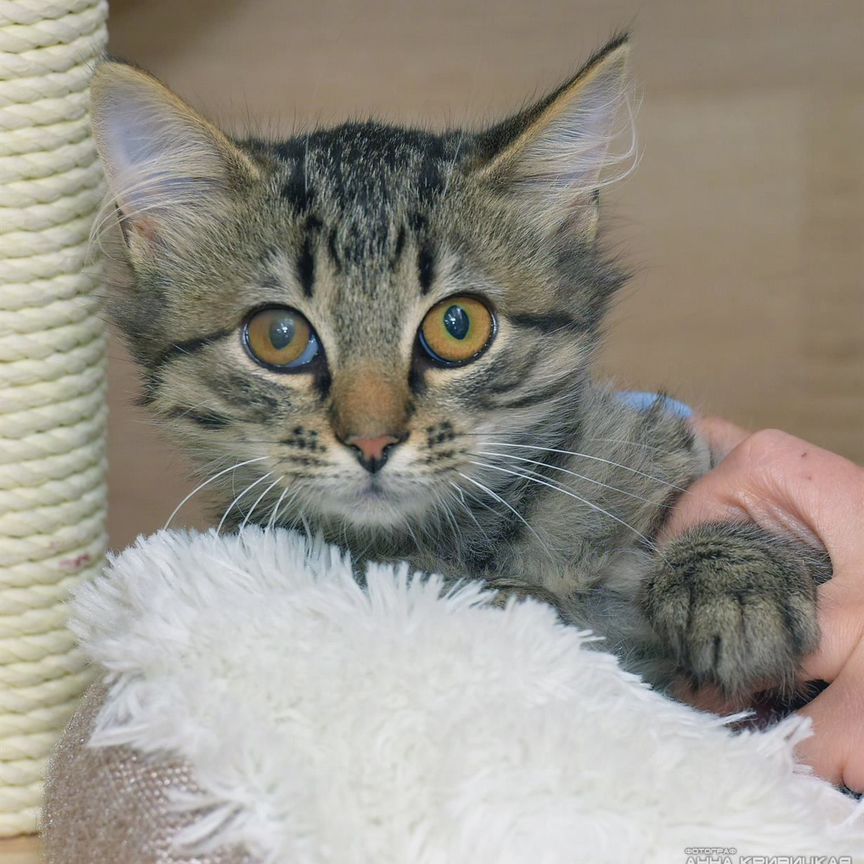 Котенок девочка 4 месяца привита
