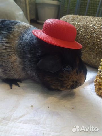 Хрюша к вам в дом)