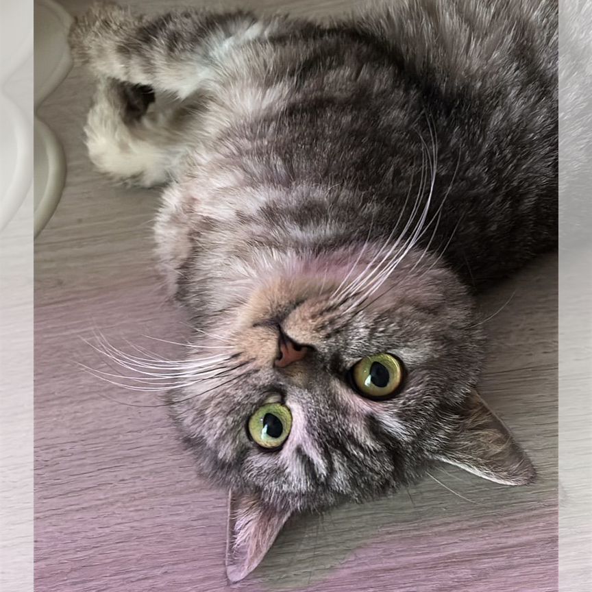 Шотландская вислоухая длинношёрстная, взрослая кошка