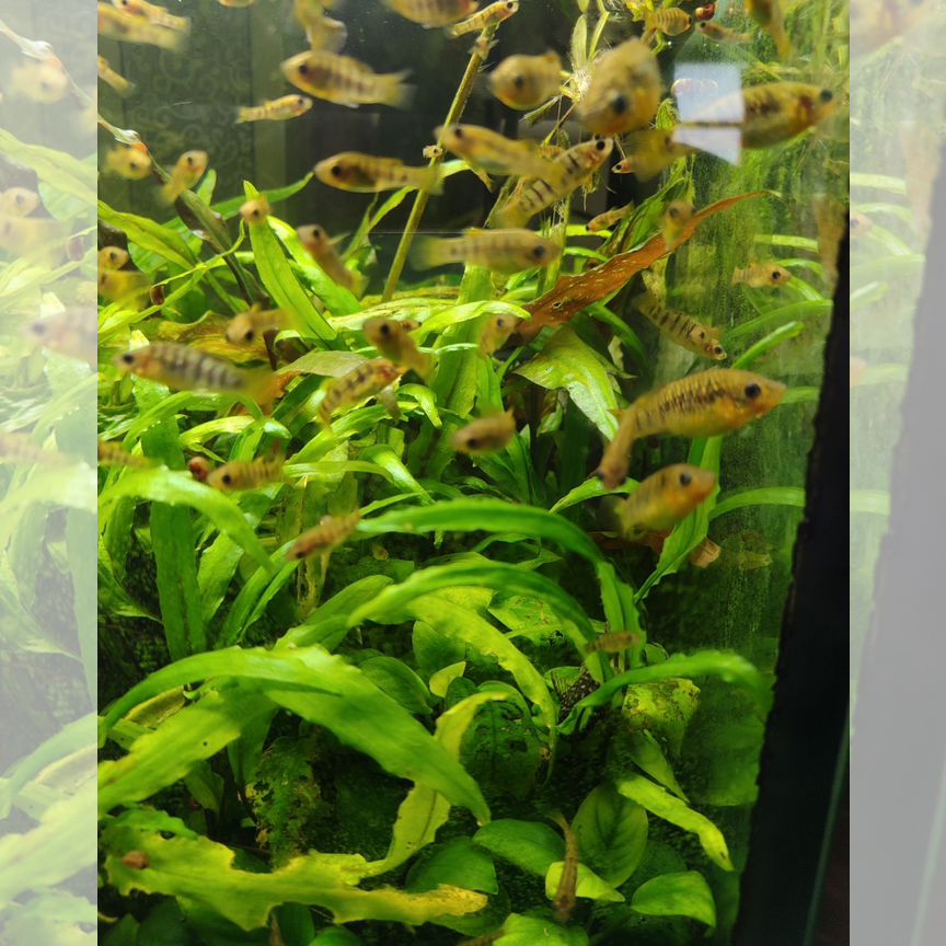 Лимия чернополосая