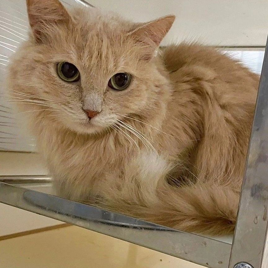 Хэлли с сестрой ищет семью