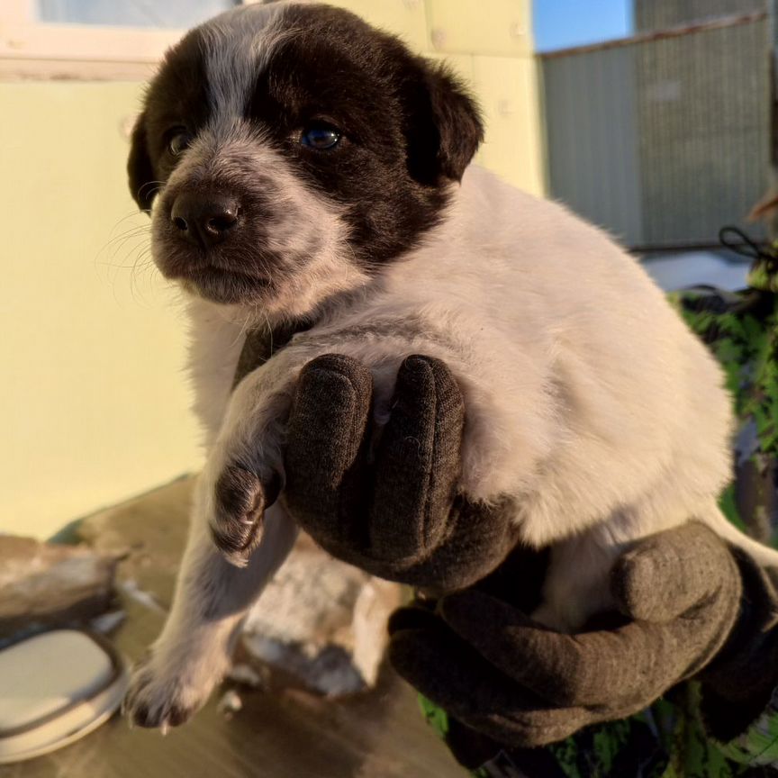 Щенок в добрые руки