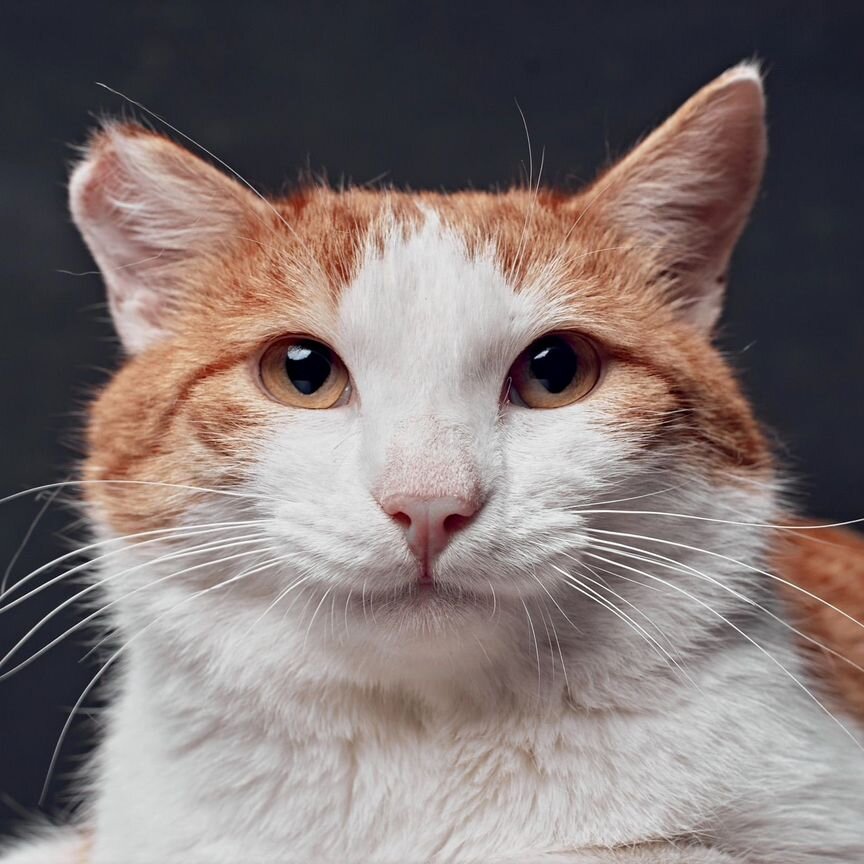 Кот