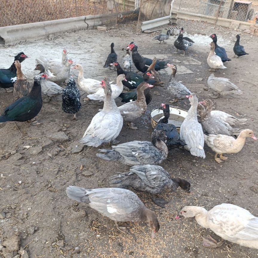 Утки тяжелая немецкая линия 6-7 мес