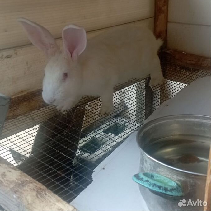Кролик смесь калифорния - белый панон