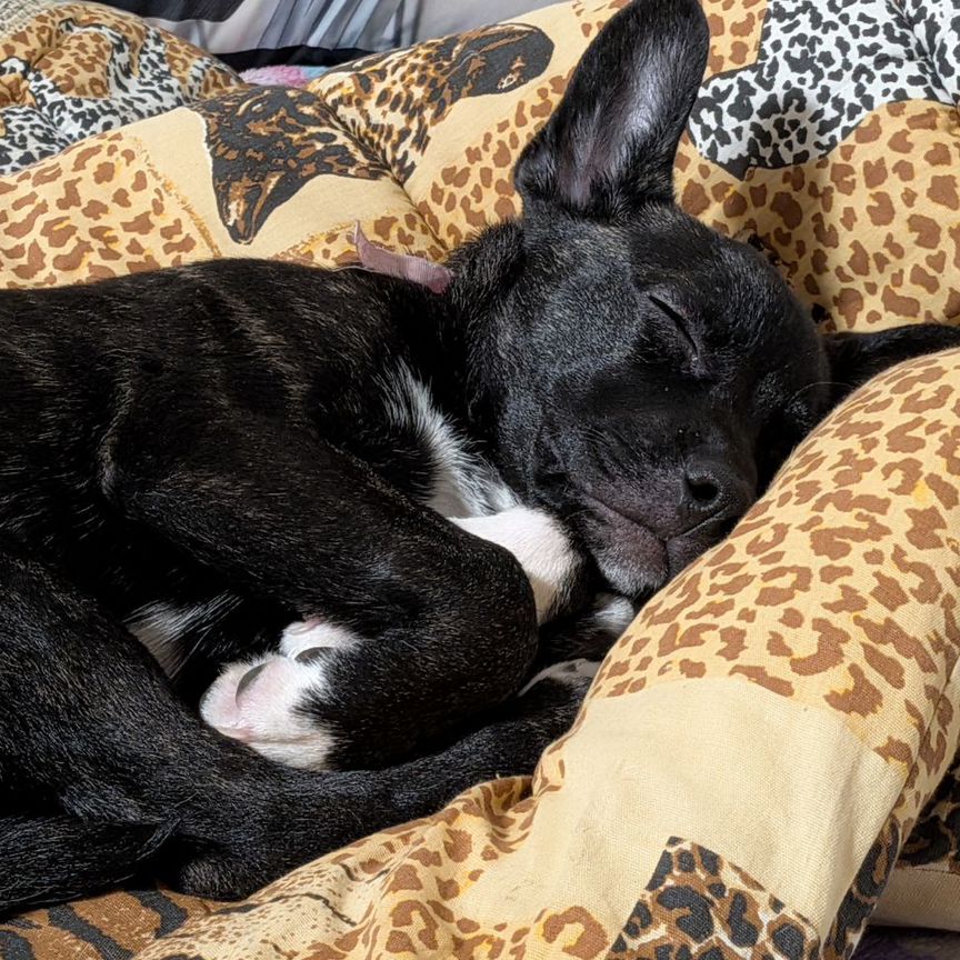 Французский бульдог, щенок