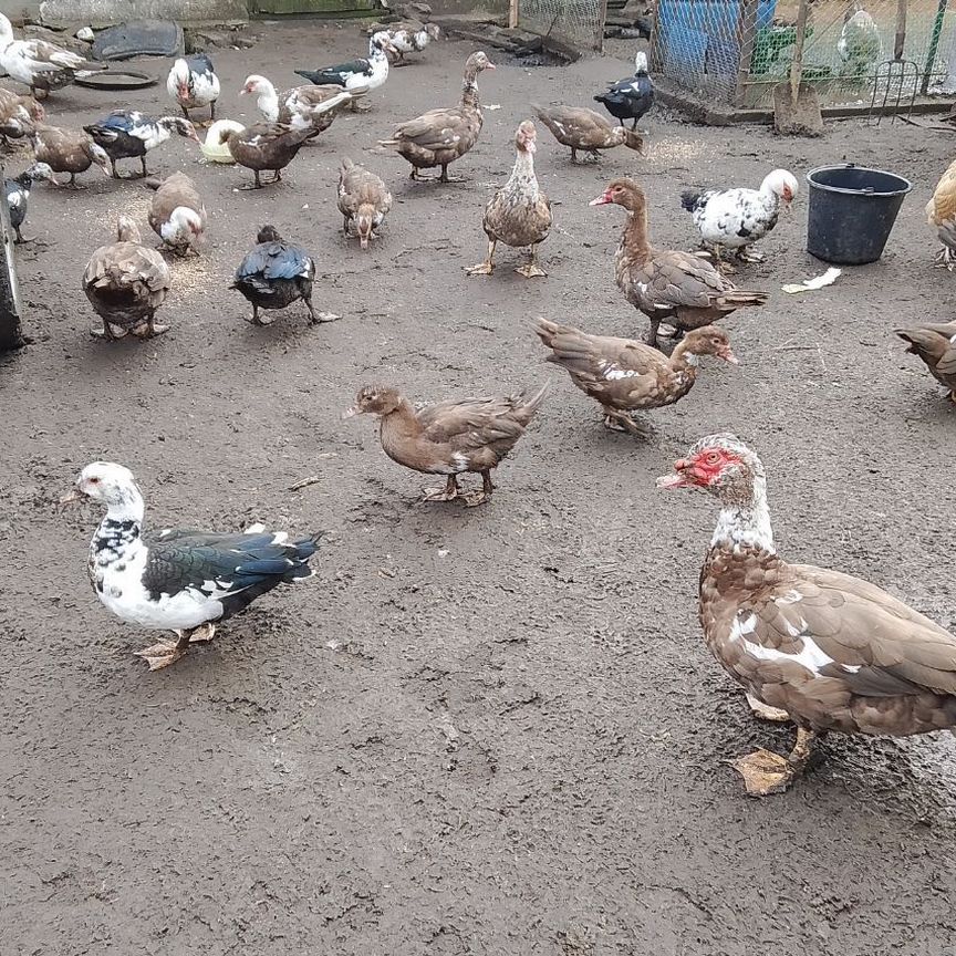 Продаются индоутки на мясо