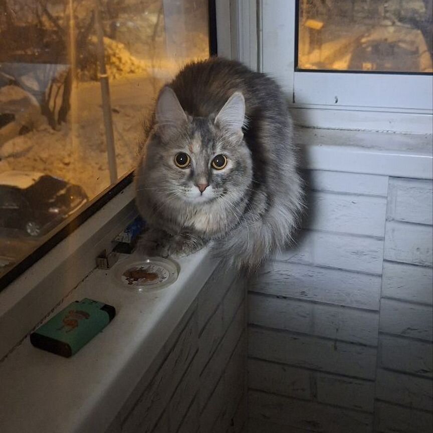 Сибирский котёнок