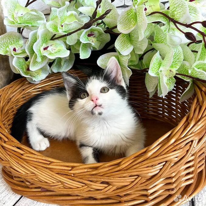 Веселый маленький котенок ищет дом в дар