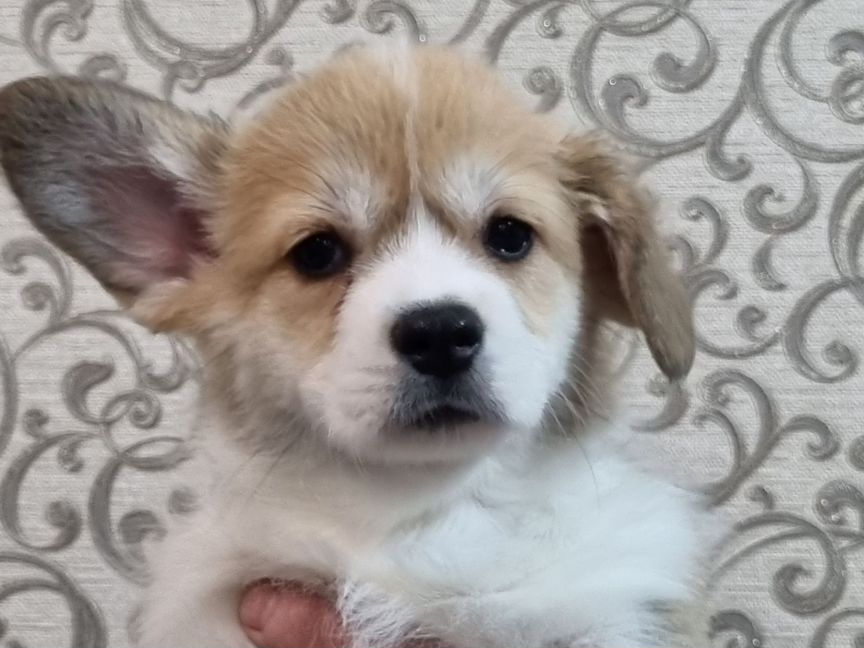 Милашка Инфинити. Корги пемброк