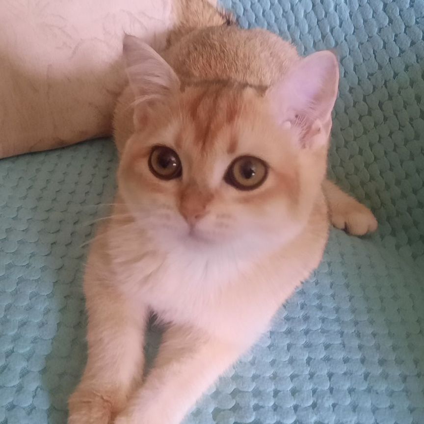 Кошечка золотая британка